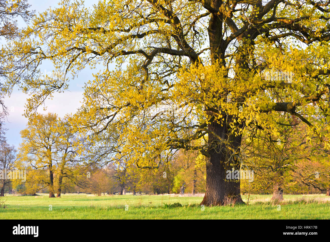 Solitary oak tree, English oak (Quercus robur) in spring, leaf shoots ...