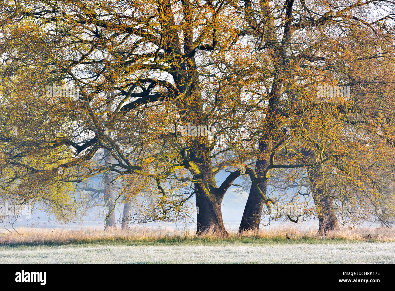 Oak Shoots High Resolution Stock Photography and Images - Alamy