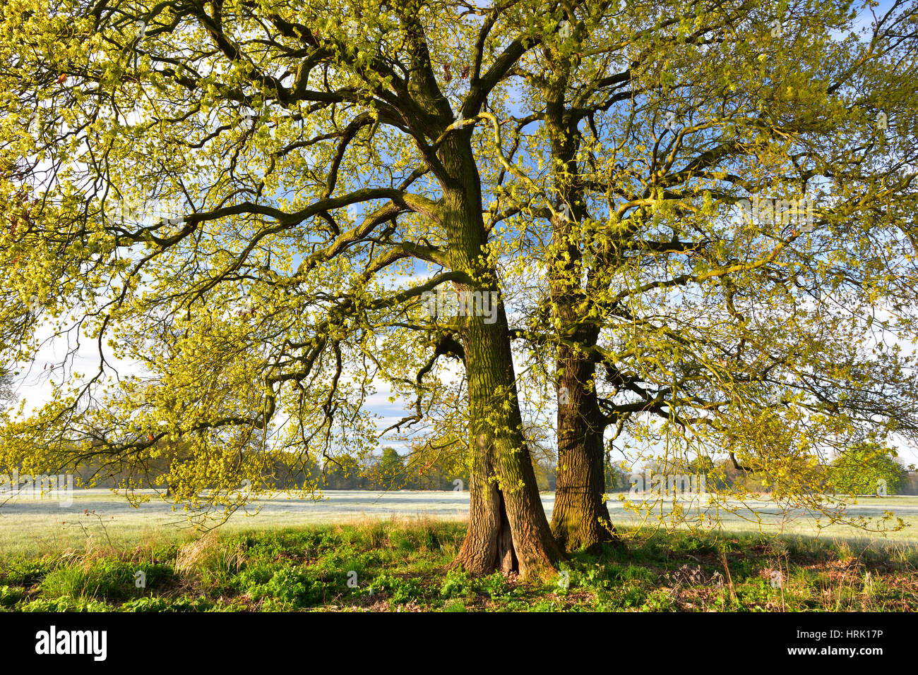 Oak shoots hi-res stock photography and images - Alamy