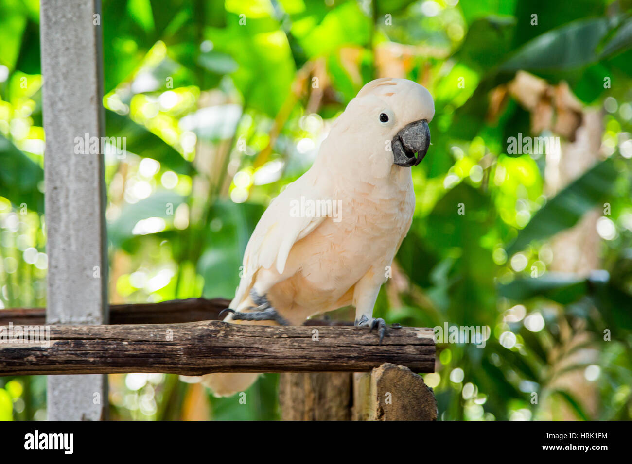 Lovely cockatoo is sitting on a branch. close up Stock Photo - Alamy
