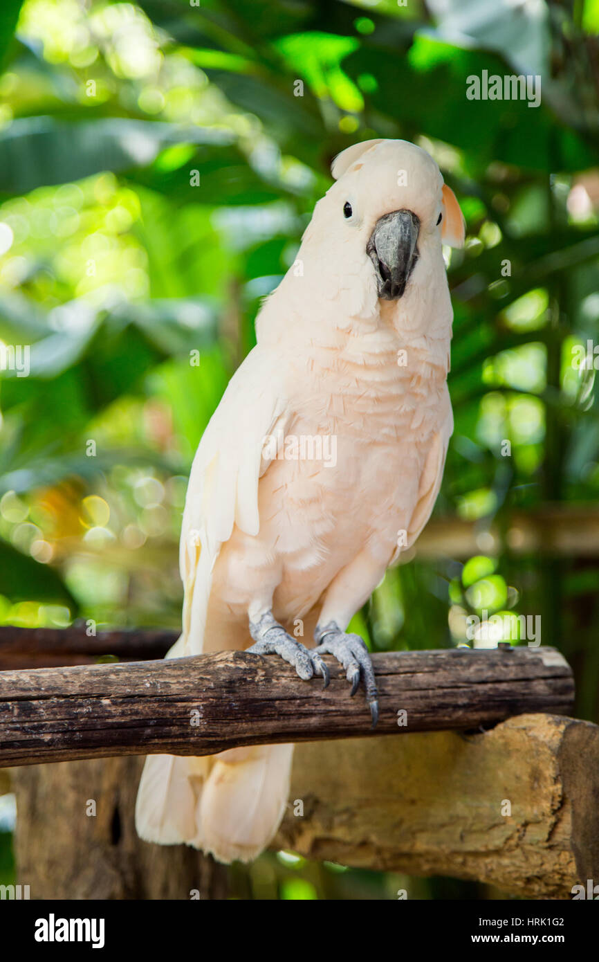 Cute_pet hi-res stock photography and images - Alamy