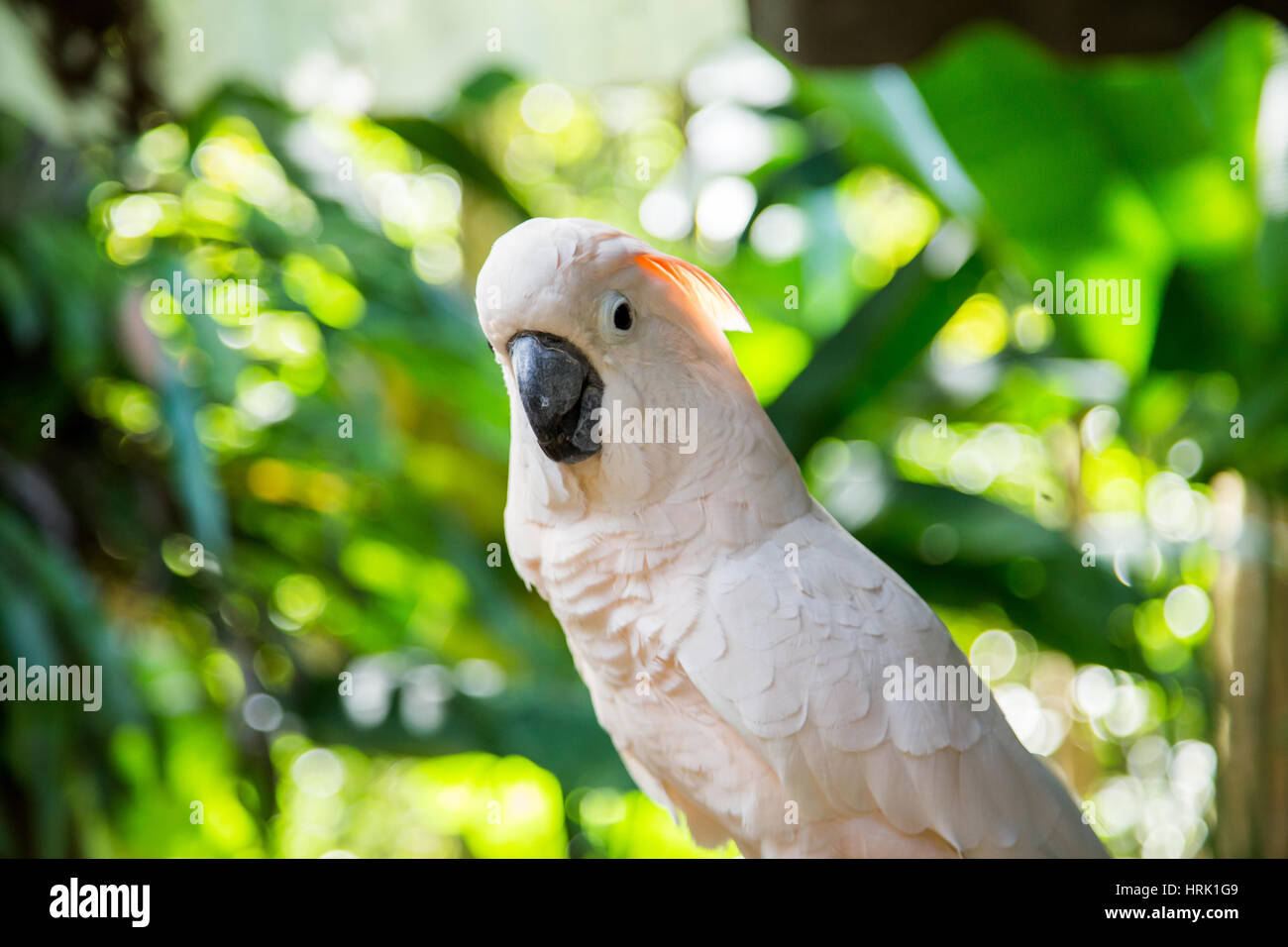 Lovely cockatoo is sitting on a branch. close up Stock Photo - Alamy