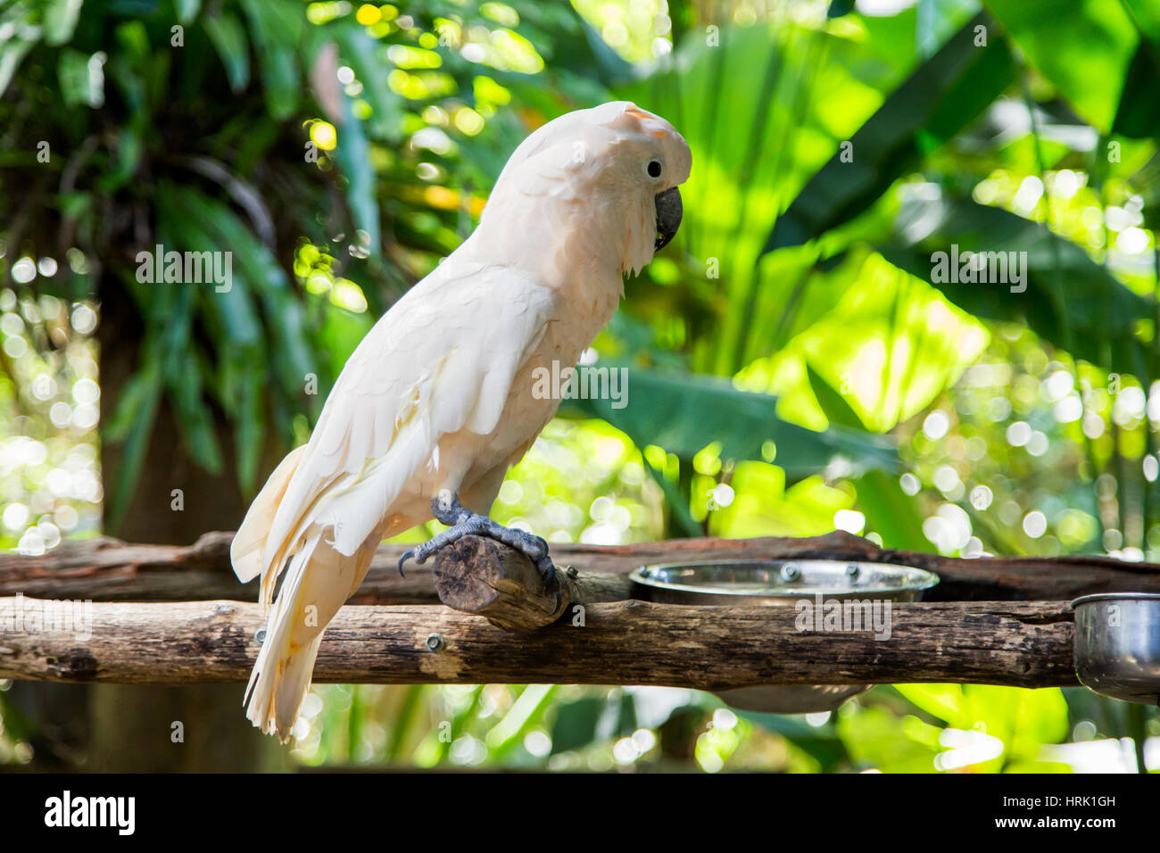 Lovely cockatoo is sitting on a branch. close up Stock Photo - Alamy