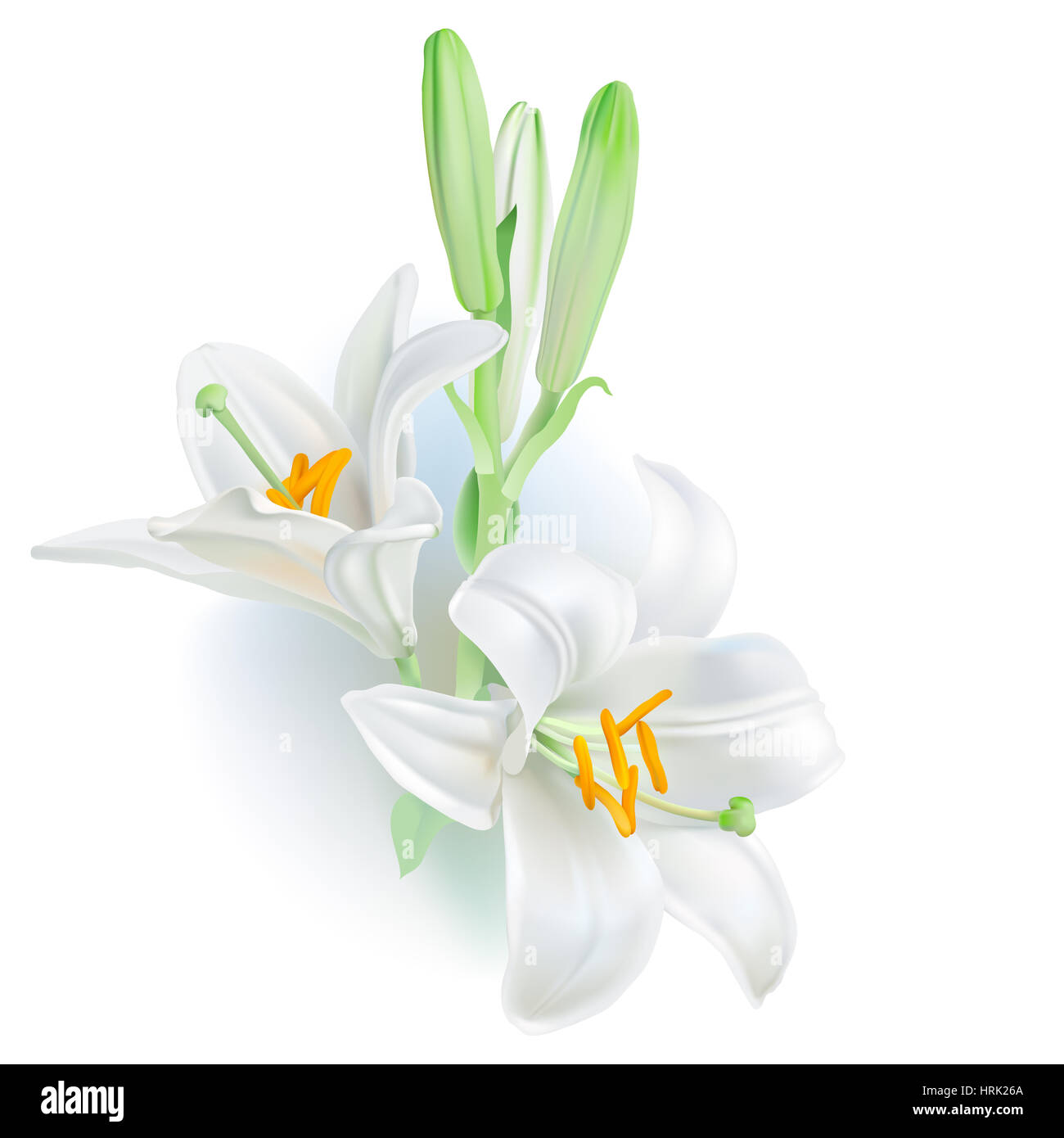 White Lily. Hand drawn digital illustration of Lilium candidum or ...