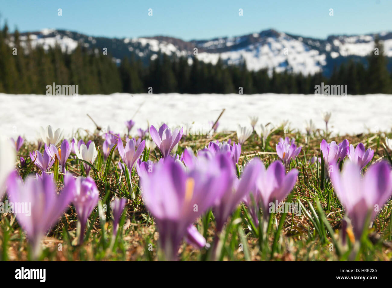 Field of wild purple crocuses. Snow covered mountains in background ...