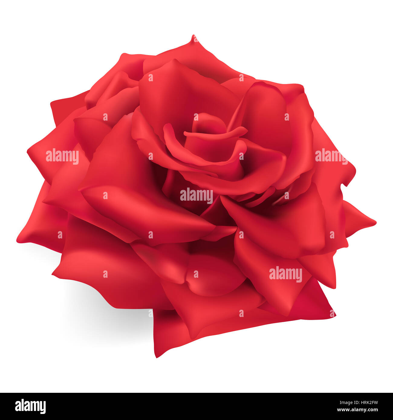 Red Rose. Hand drawn digital illustration of the queen of roses, symbol ...
