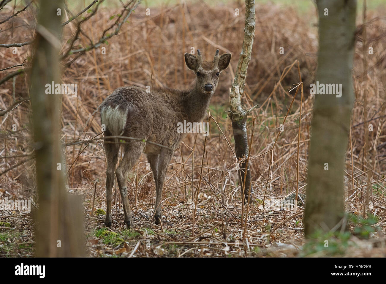 Pudu deer hi-res stock photography and images - Alamy