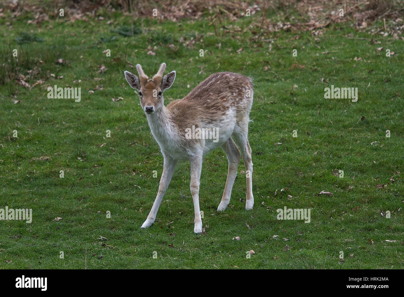photo of an alert young male fallow deer standing looking straight ...