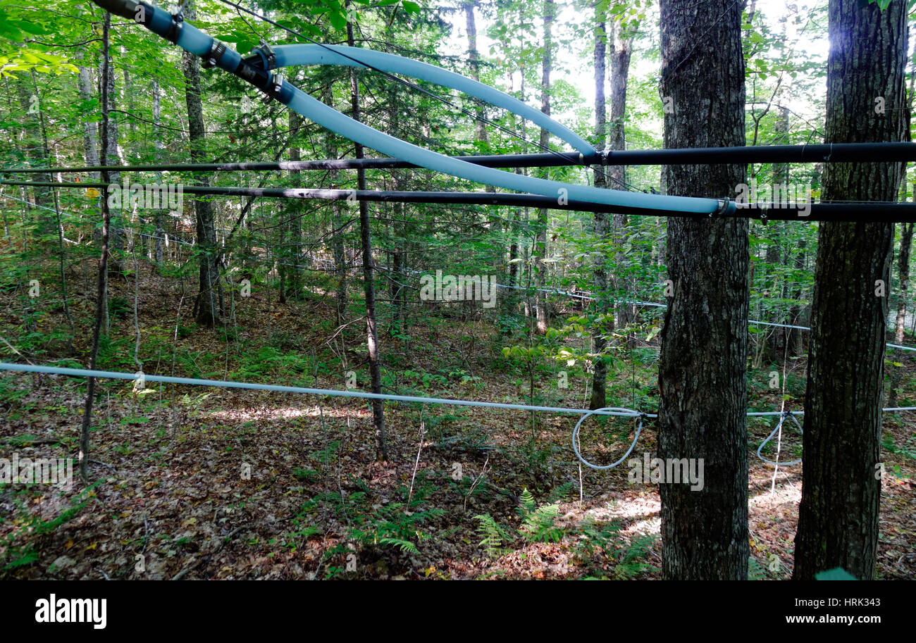Maple tree syrup hi-res stock photography and images - Alamy