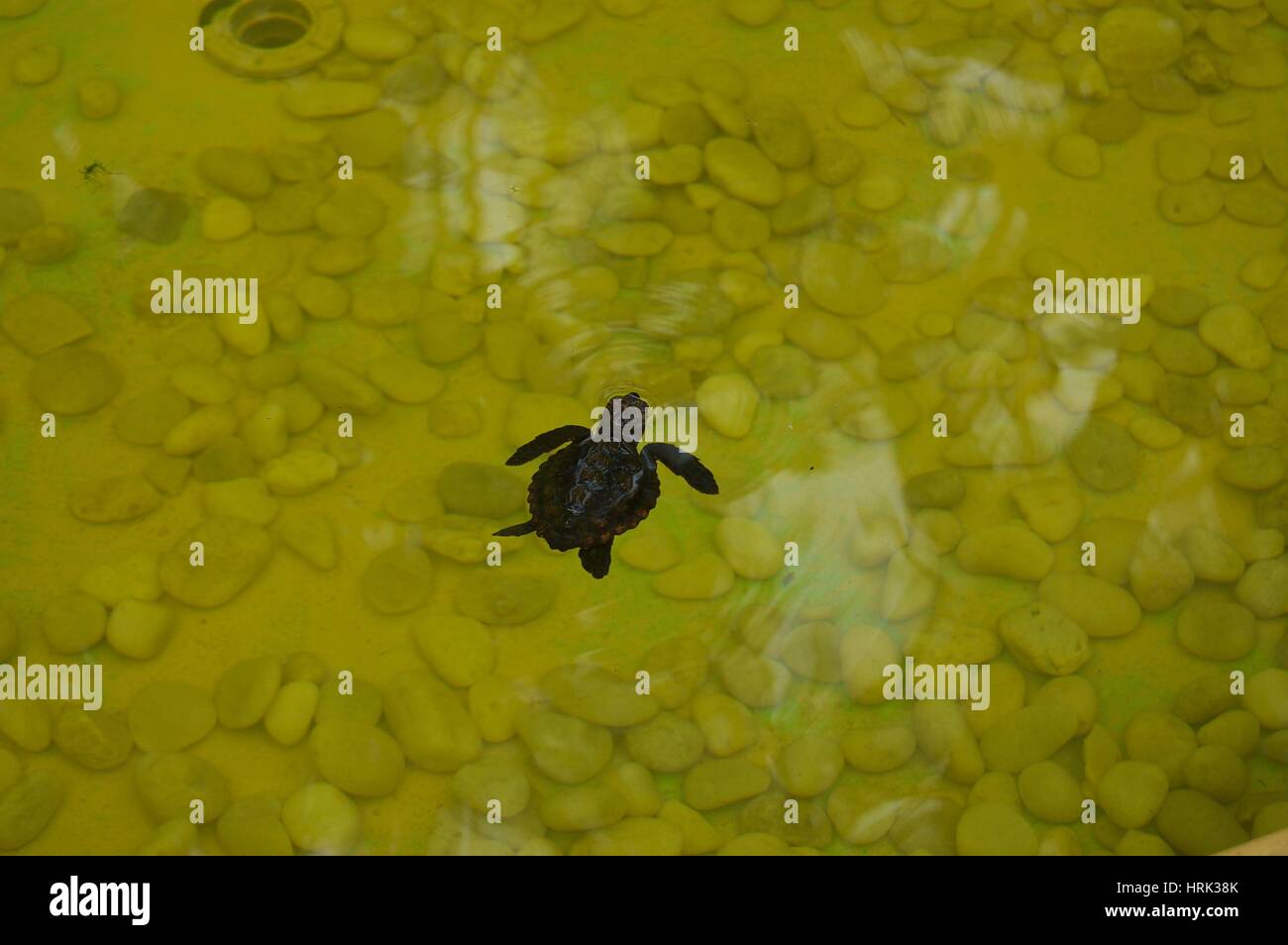 Baby sea turtle swimming hi-res stock photography and images - Alamy