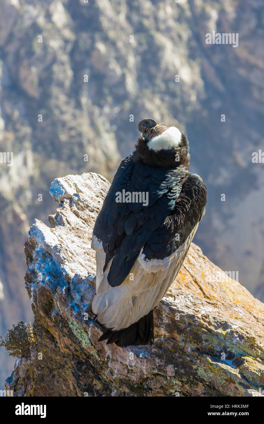 Condor at Colca canyon sitting,Peru,South America. This is a condor the ...