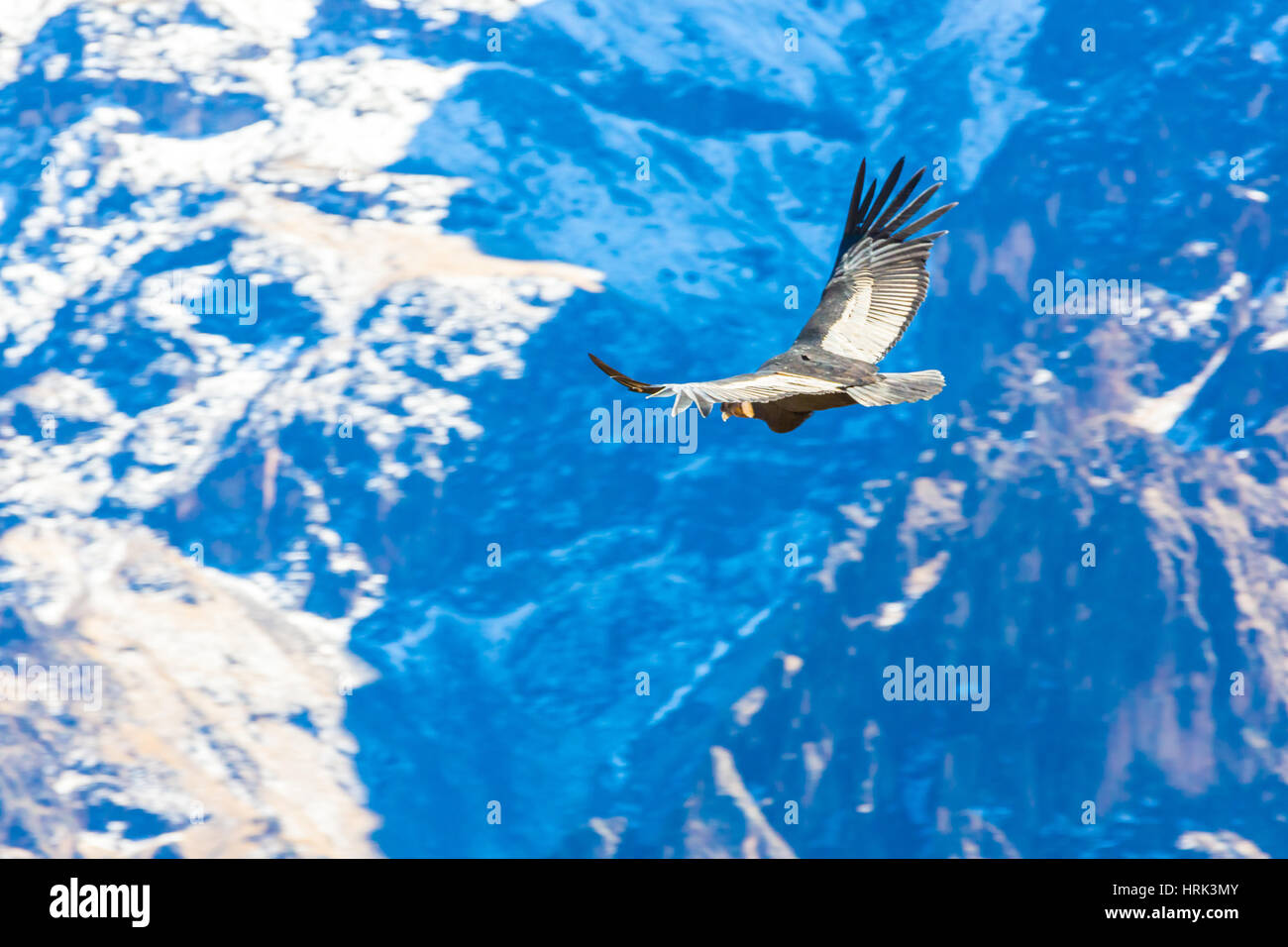 Condor at Colca canyon sitting,Peru,South America. This is a condor the ...