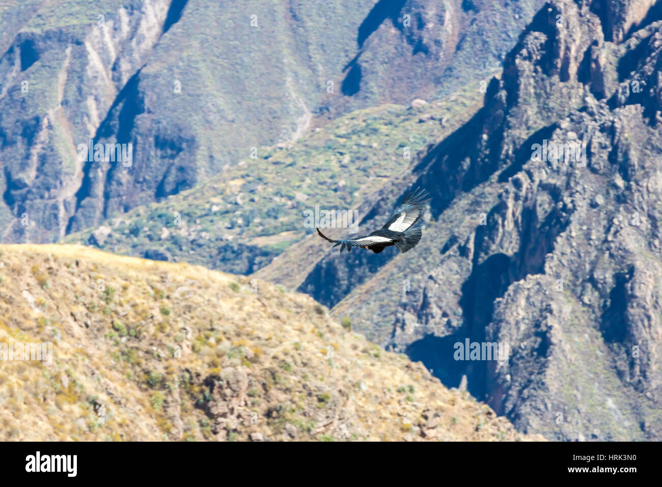 Condor at Colca canyon sitting,Peru,South America. This is a condor the ...