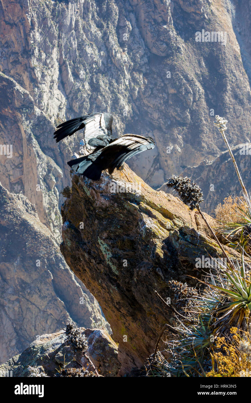 Condor at Colca canyon sitting,Peru,South America. This is a condor the ...