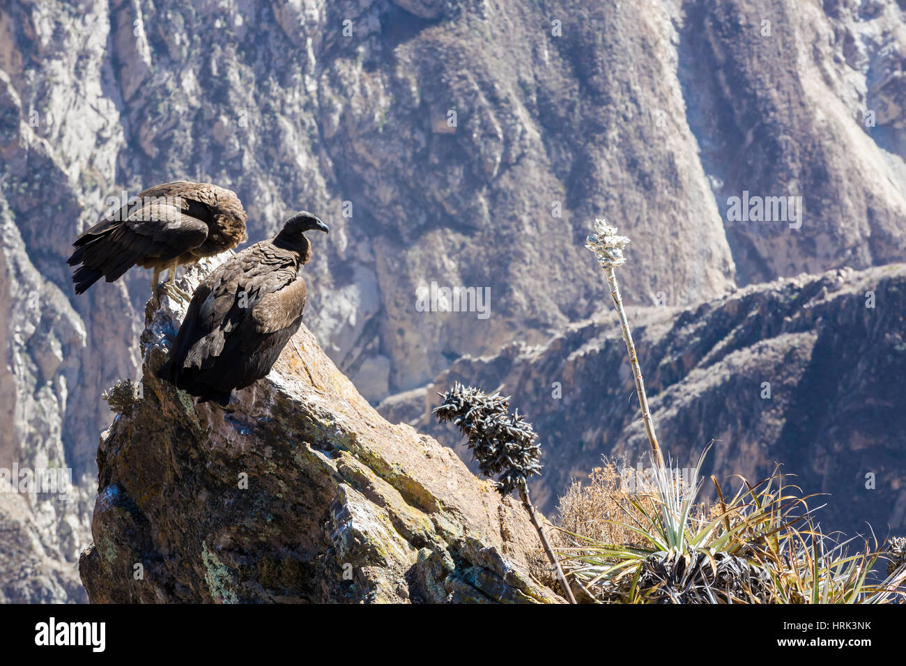 Three Condors at Colca canyon sitting,Peru,South America. This is a ...