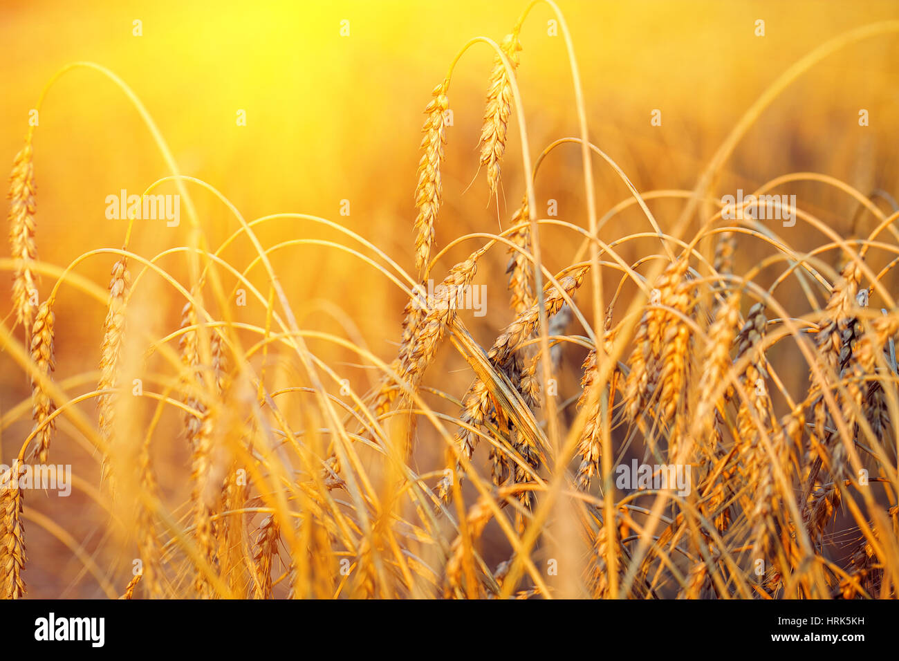 Gold wheat field Stock Photo - Alamy