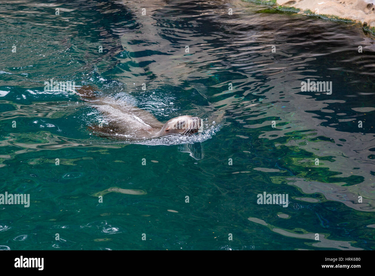 Harbor seal swimming hi-res stock photography and images - Alamy