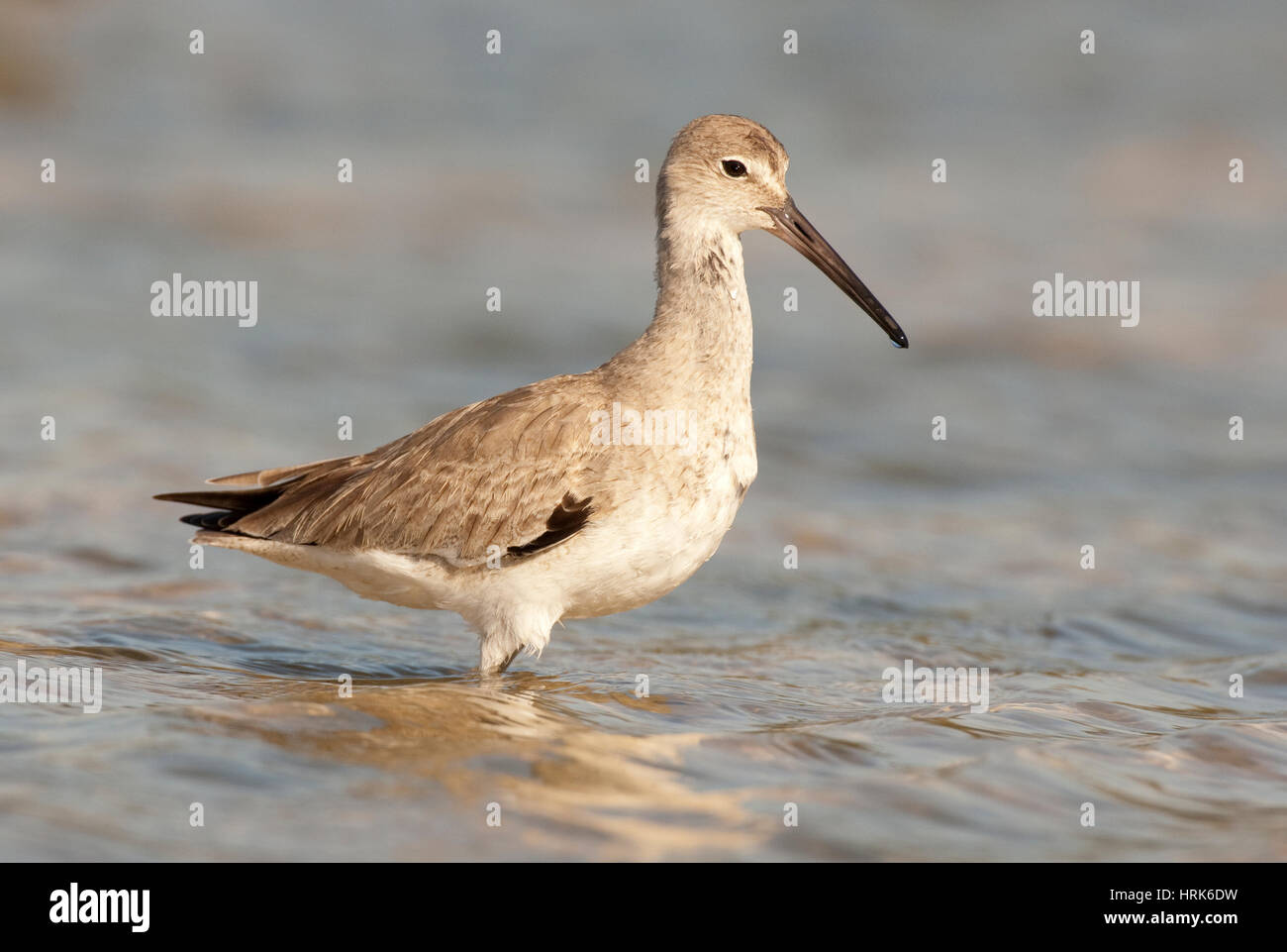 Eastern Willet in shallow water at beach Stock Photo - Alamy