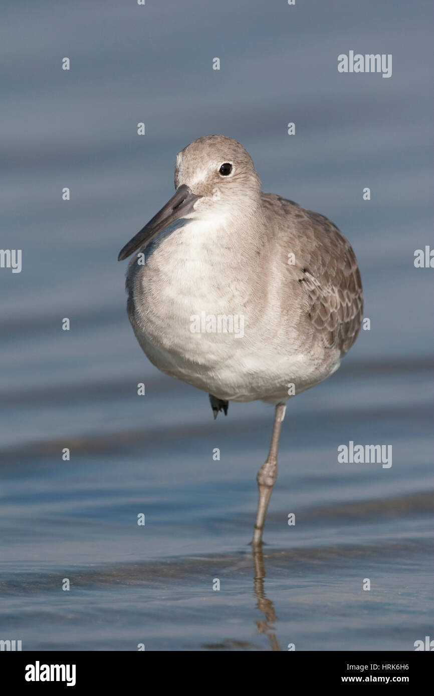 Eastern Willet in shallow water at beach Stock Photo - Alamy