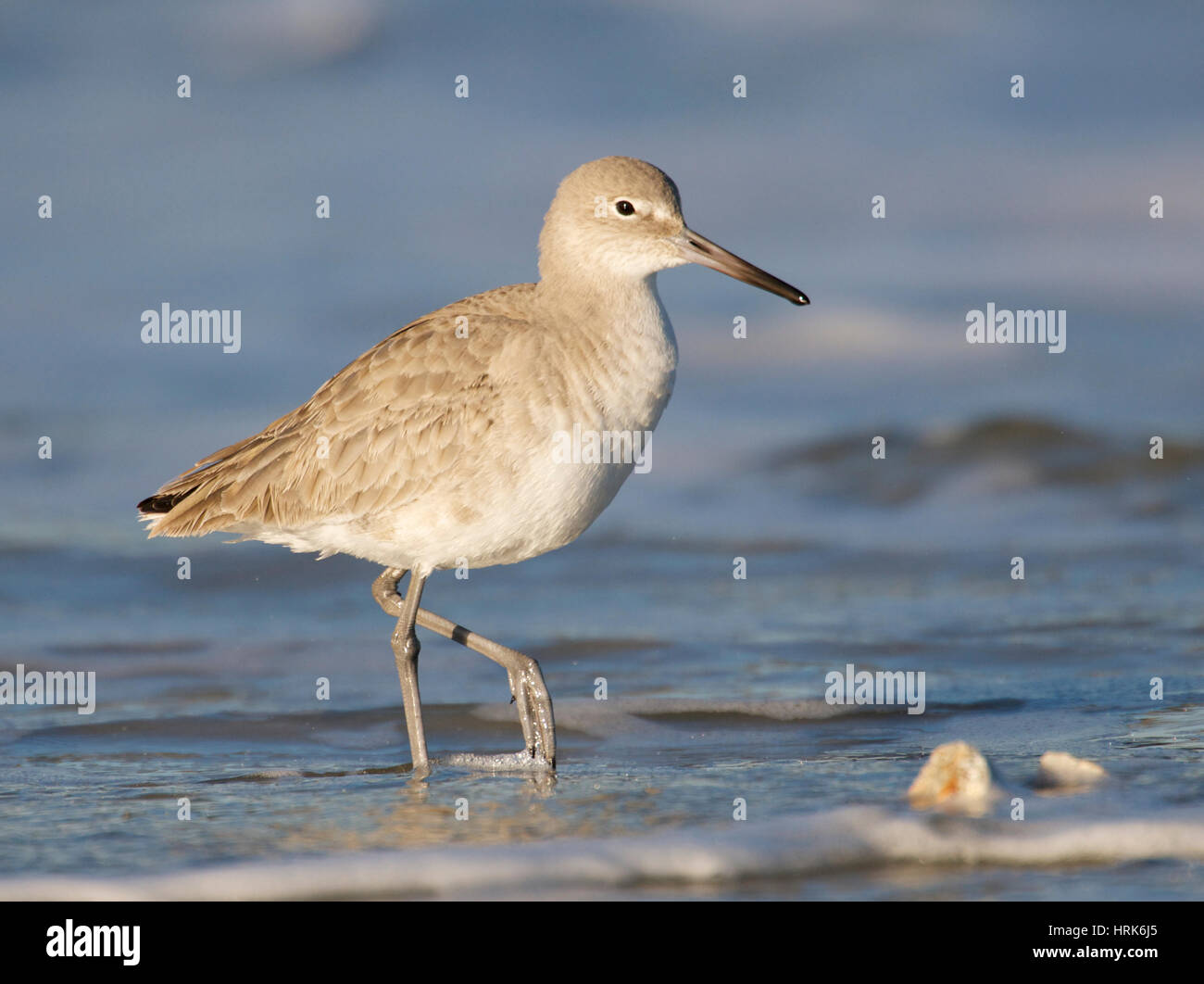 Eastern Willet, Tringa semipalmata, walking in shallow blue water Stock ...