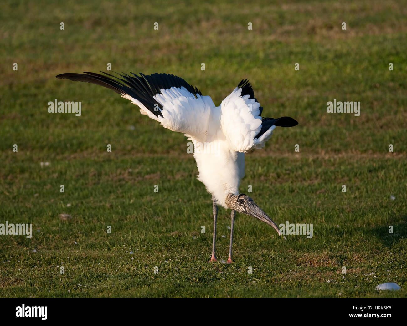 Endangered Wood Stork stretching wings on green grass Stock Photo - Alamy