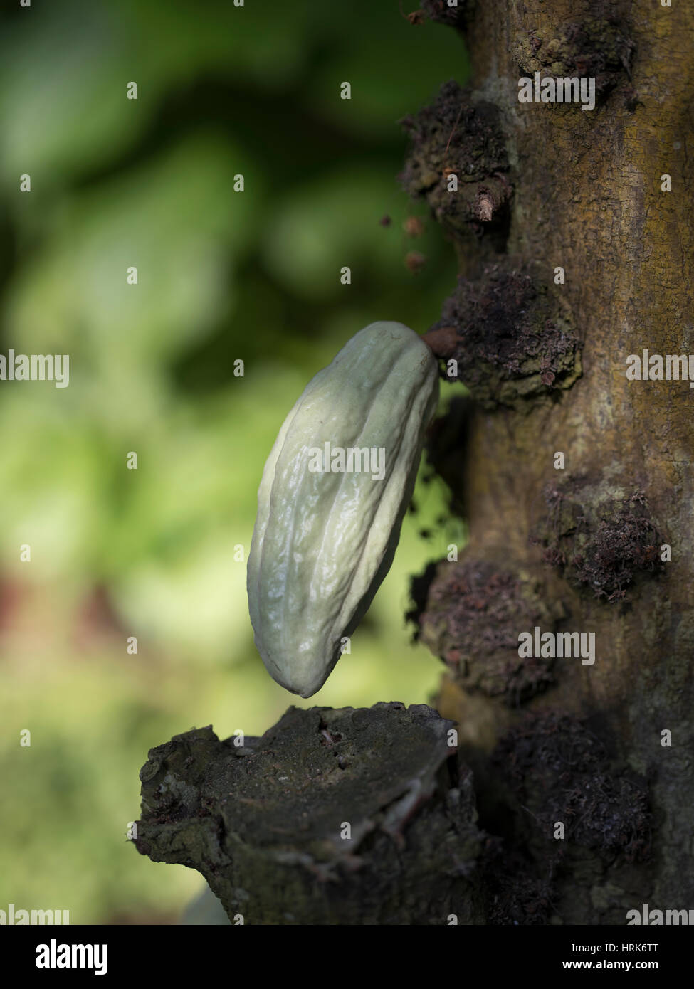 Thembroma cacao, Cacao, Chocolate tree fruits at Tropical Dream Center ...