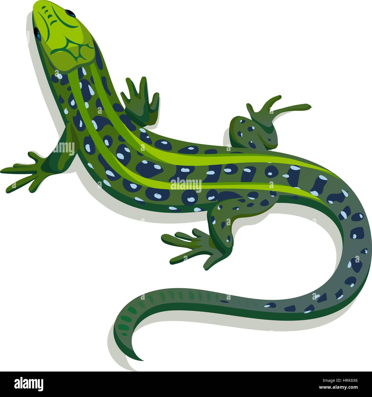 Lizard Stock Vector Images - Alamy
