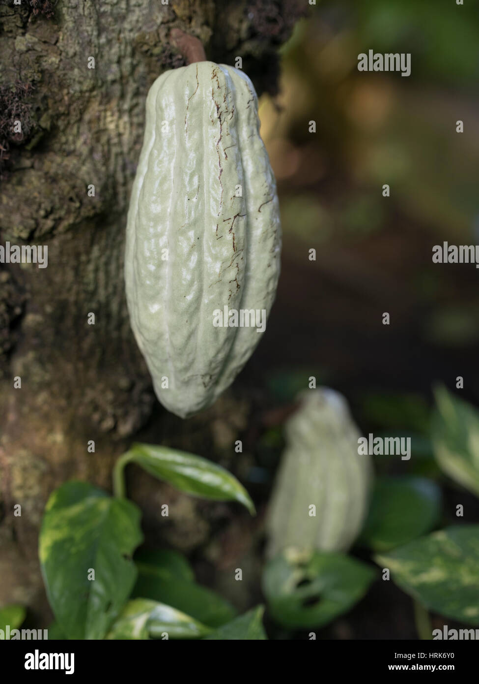 Thembroma cacao, Cacao, Chocolate tree fruits at Tropical Dream Center ...