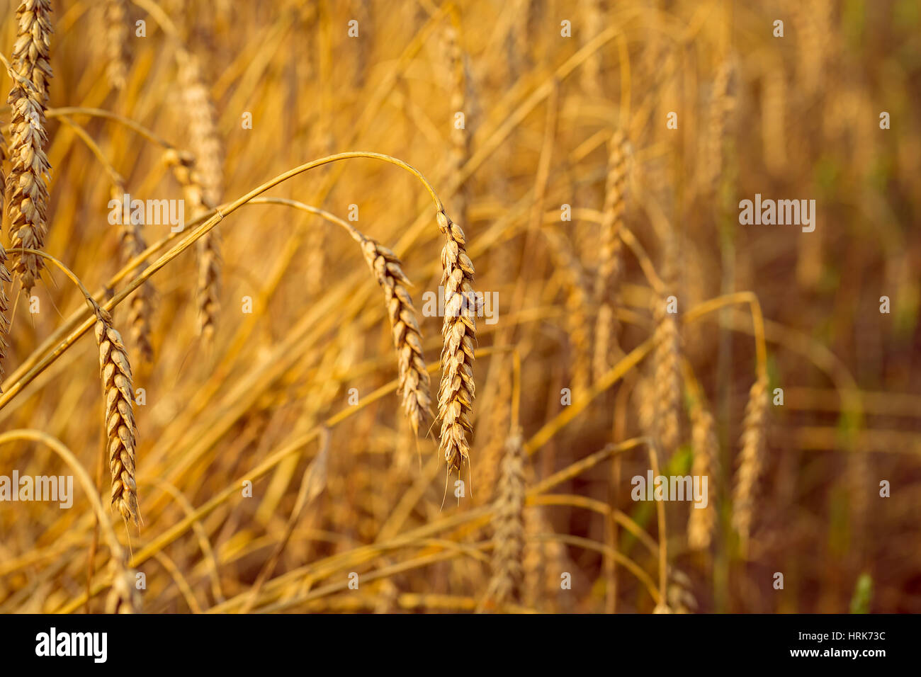 Gold wheat field Stock Photo - Alamy