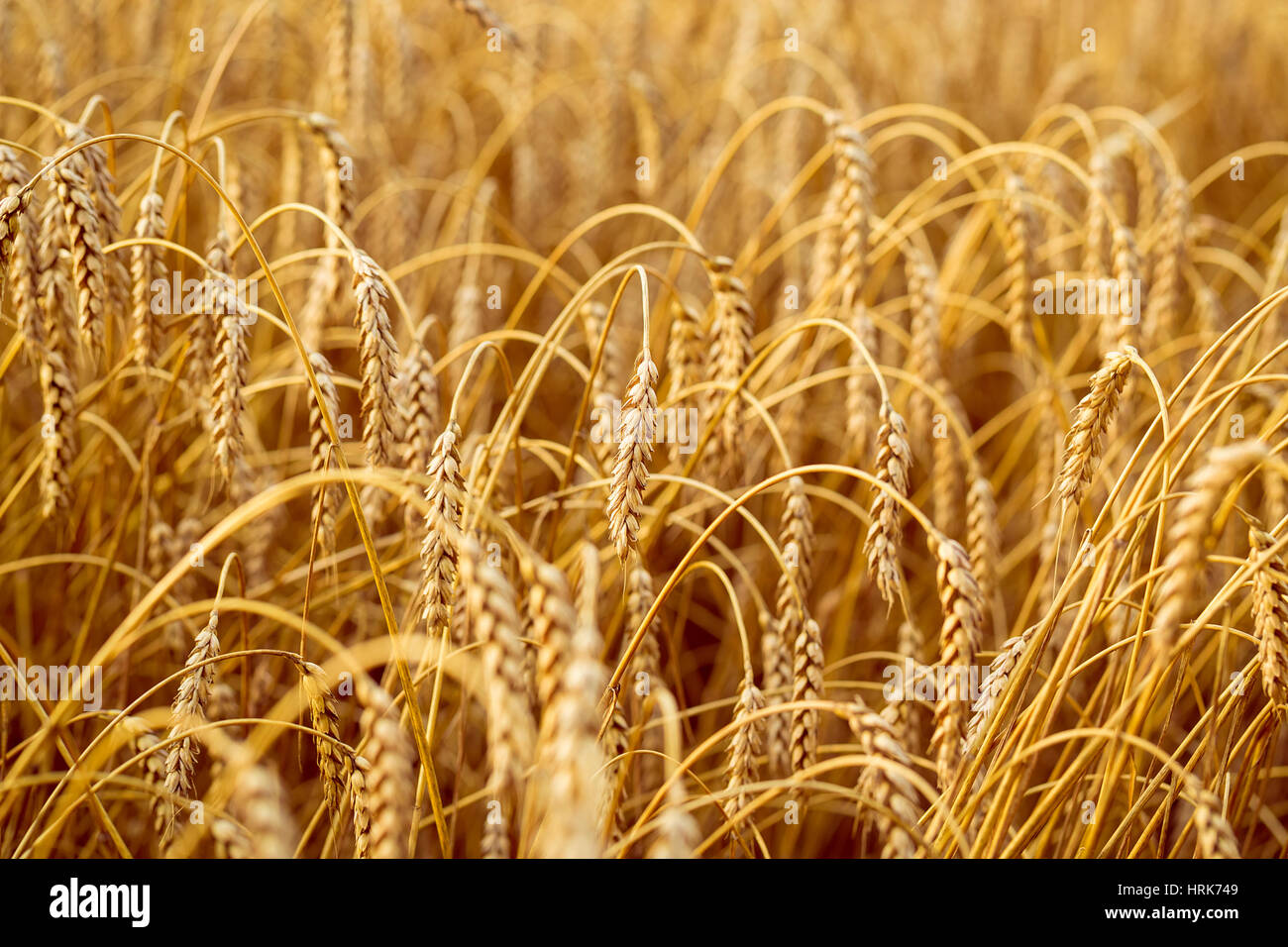 Gold wheat field Stock Photo - Alamy