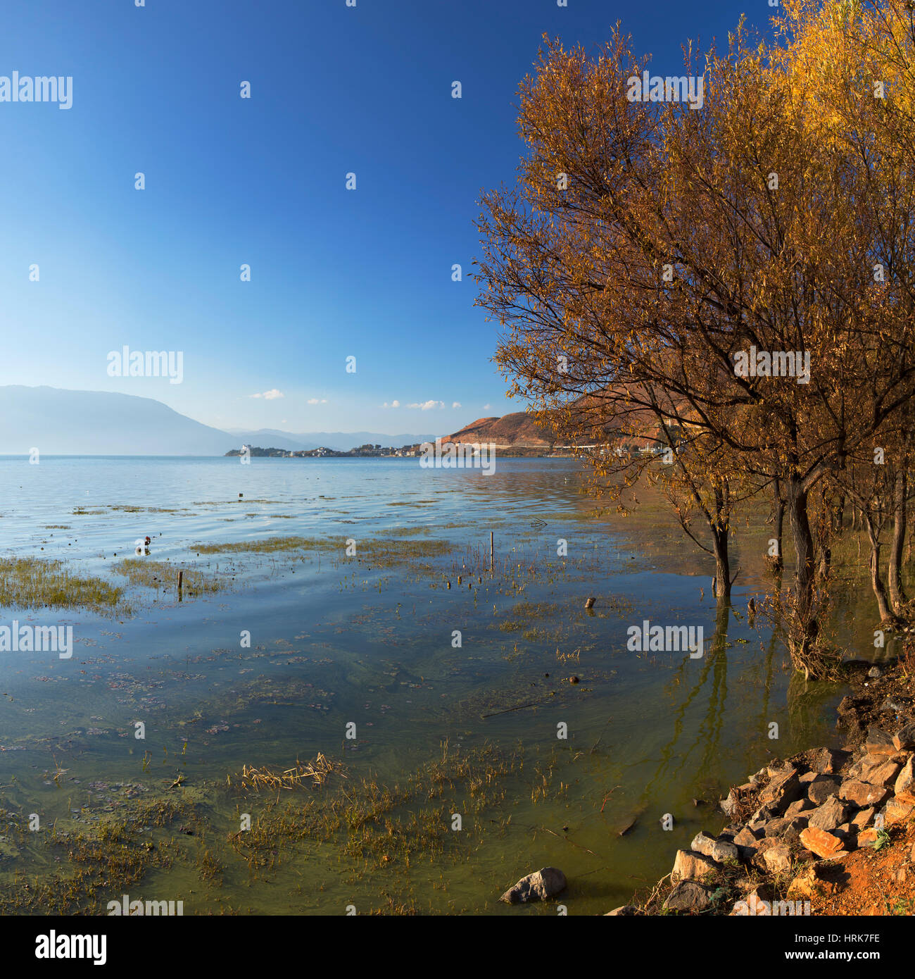 Yunnan trees hi-res stock photography and images - Alamy