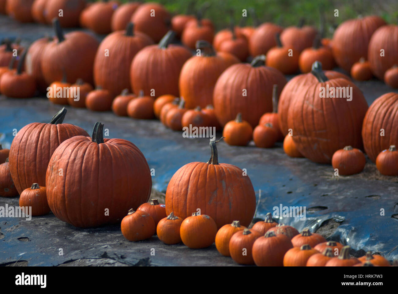 lines of pumpkins Stock Photo - Alamy