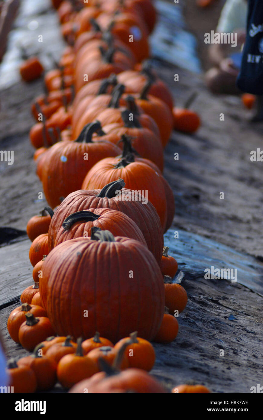 line of pumpkins Stock Photo - Alamy
