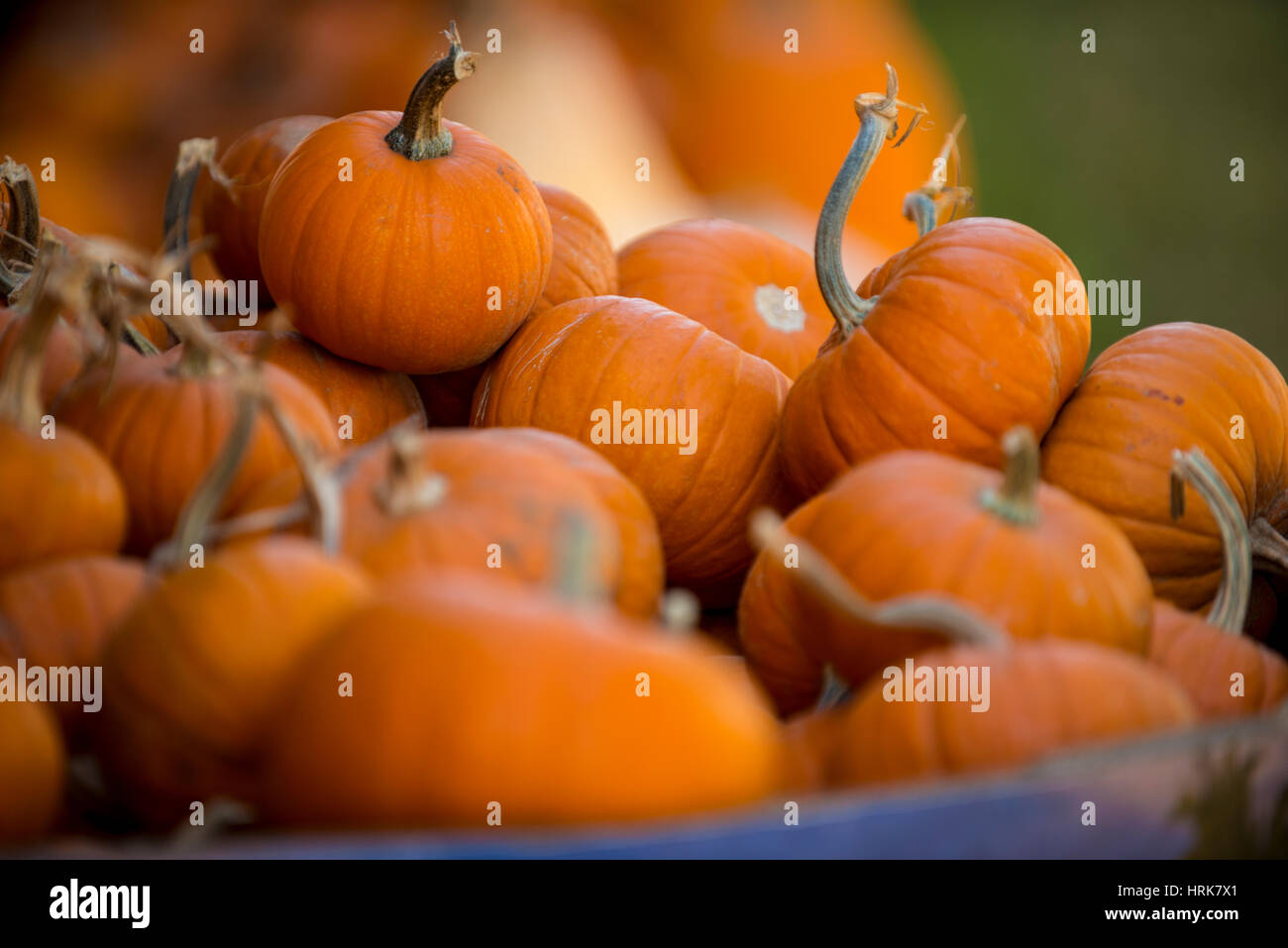 groups of small pumpkins Stock Photo - Alamy