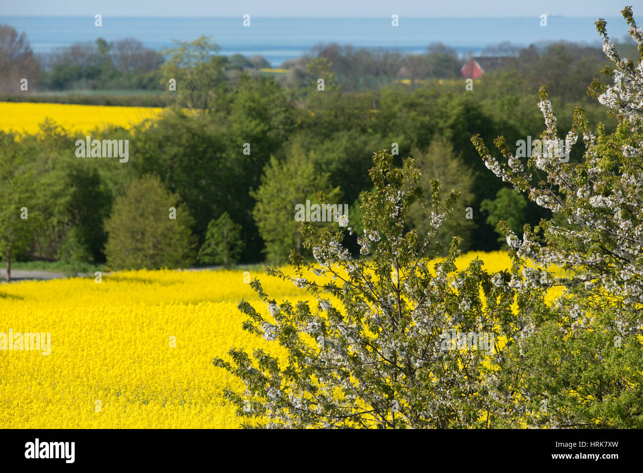 Yellow rape fields, Baltic sea and blue sky on the south coast of ...