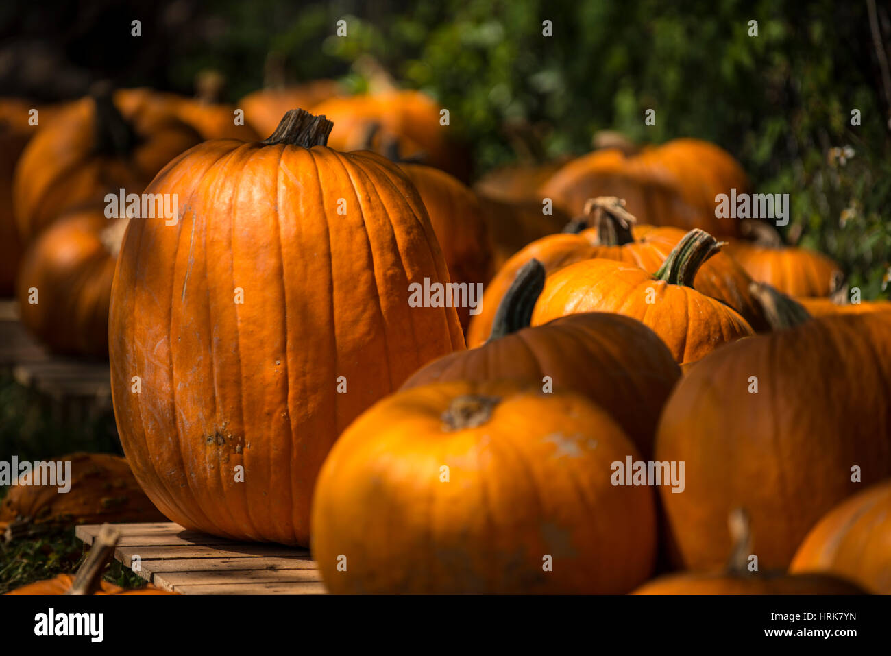 line of pumpkins with shadows Stock Photo - Alamy