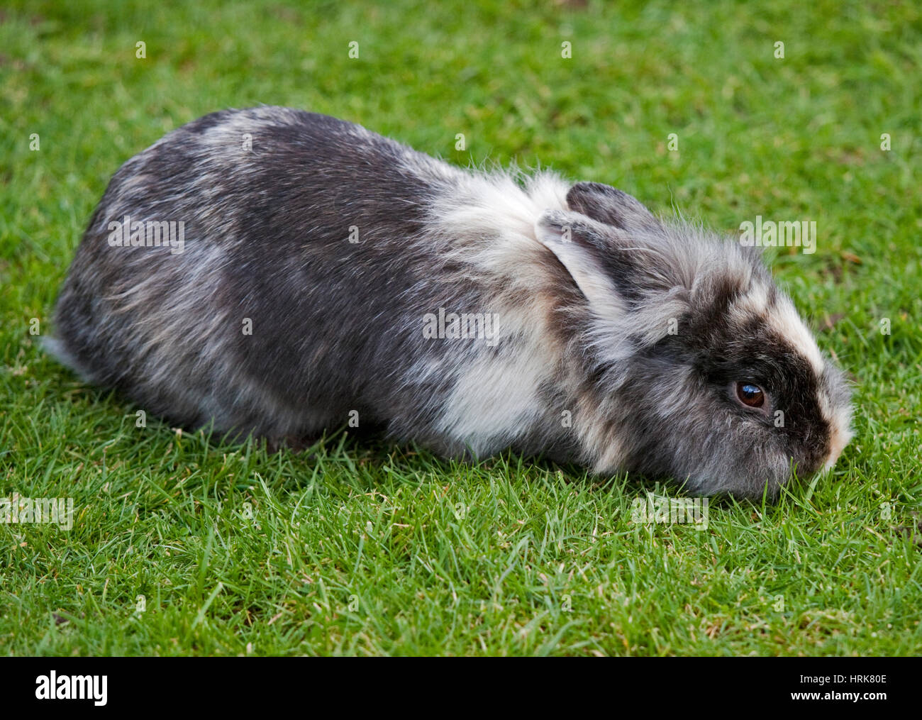 Lion head rabbit hi-res stock photography and images - Alamy