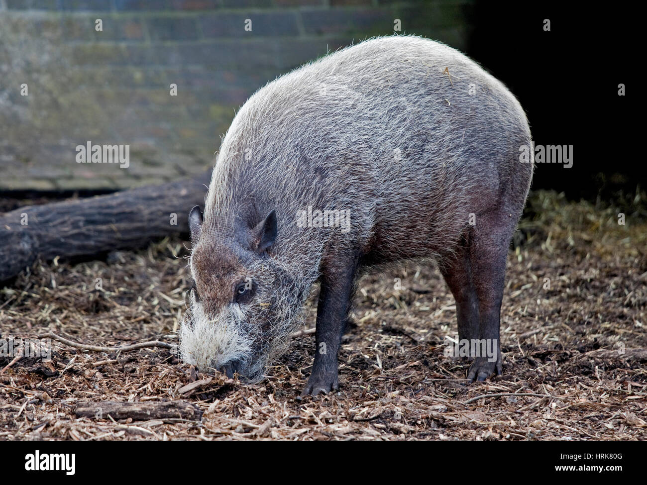 Bearded Pig (sus barbatus Stock Photo - Alamy