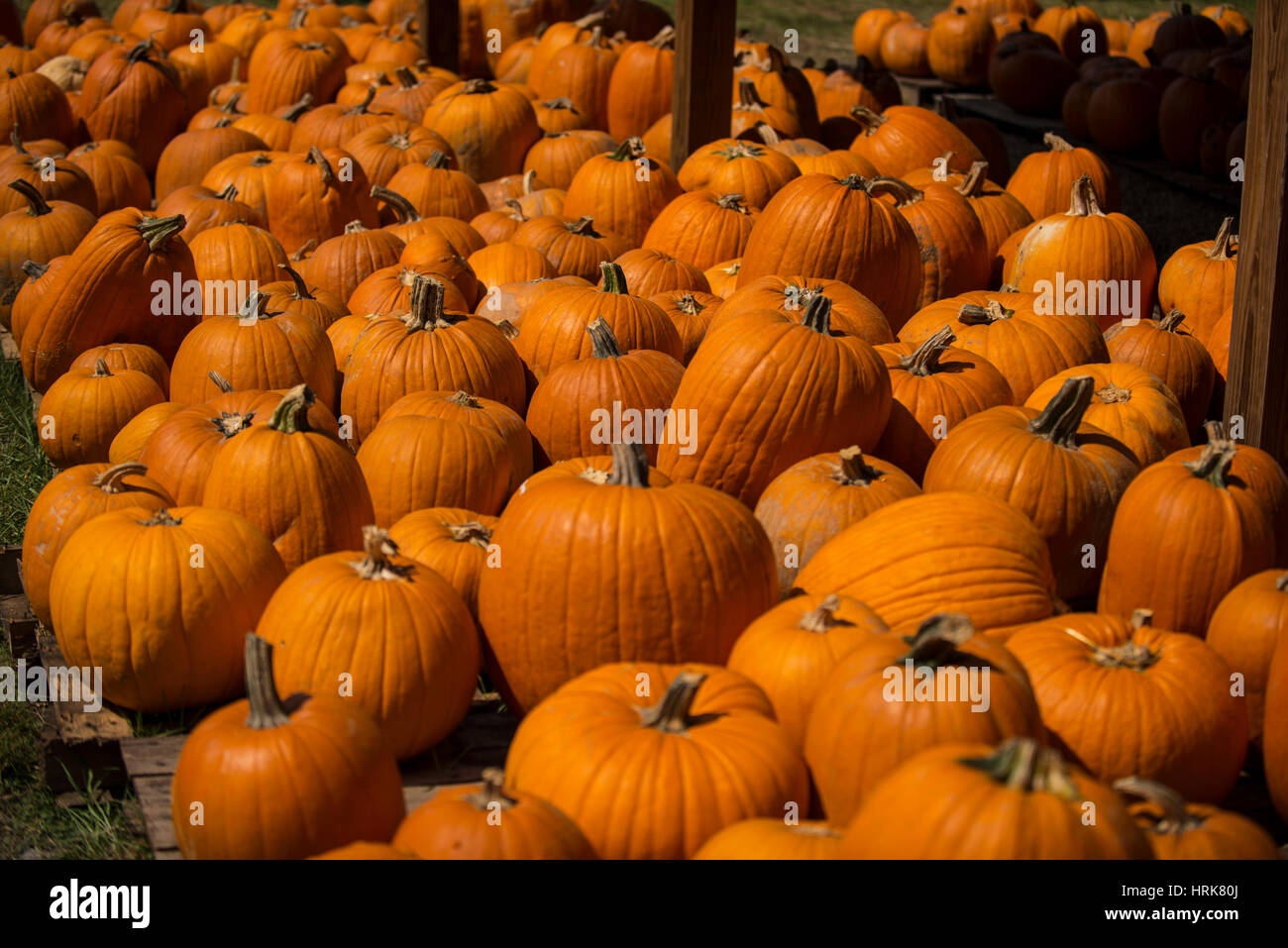 lots of pumpkins Stock Photo - Alamy