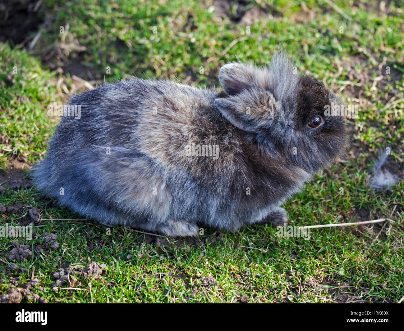 Multicoloured Lionhead Rabbit Stock Photo - Alamy