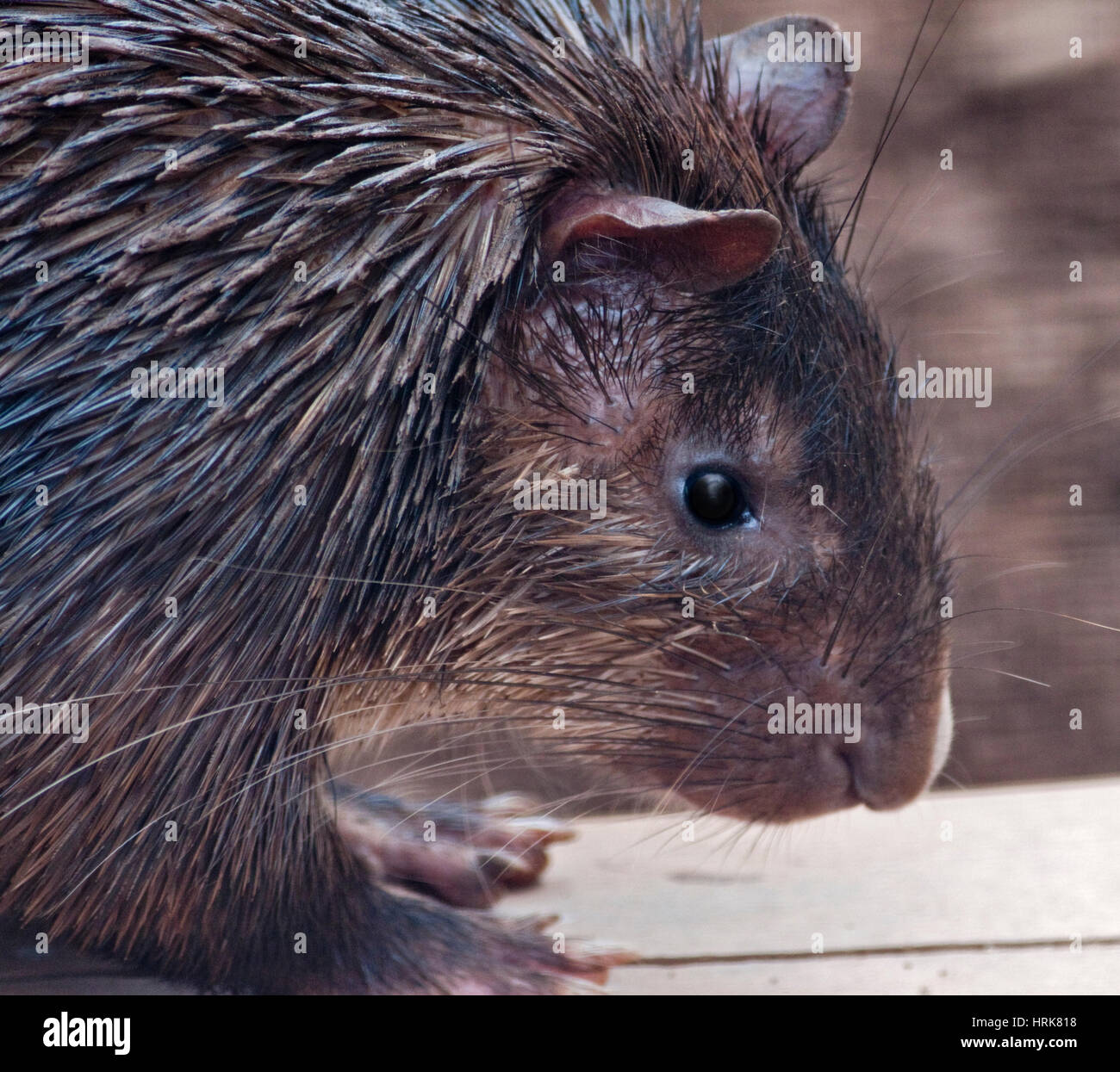 Brush tailed porcupines hi-res stock photography and images - Alamy