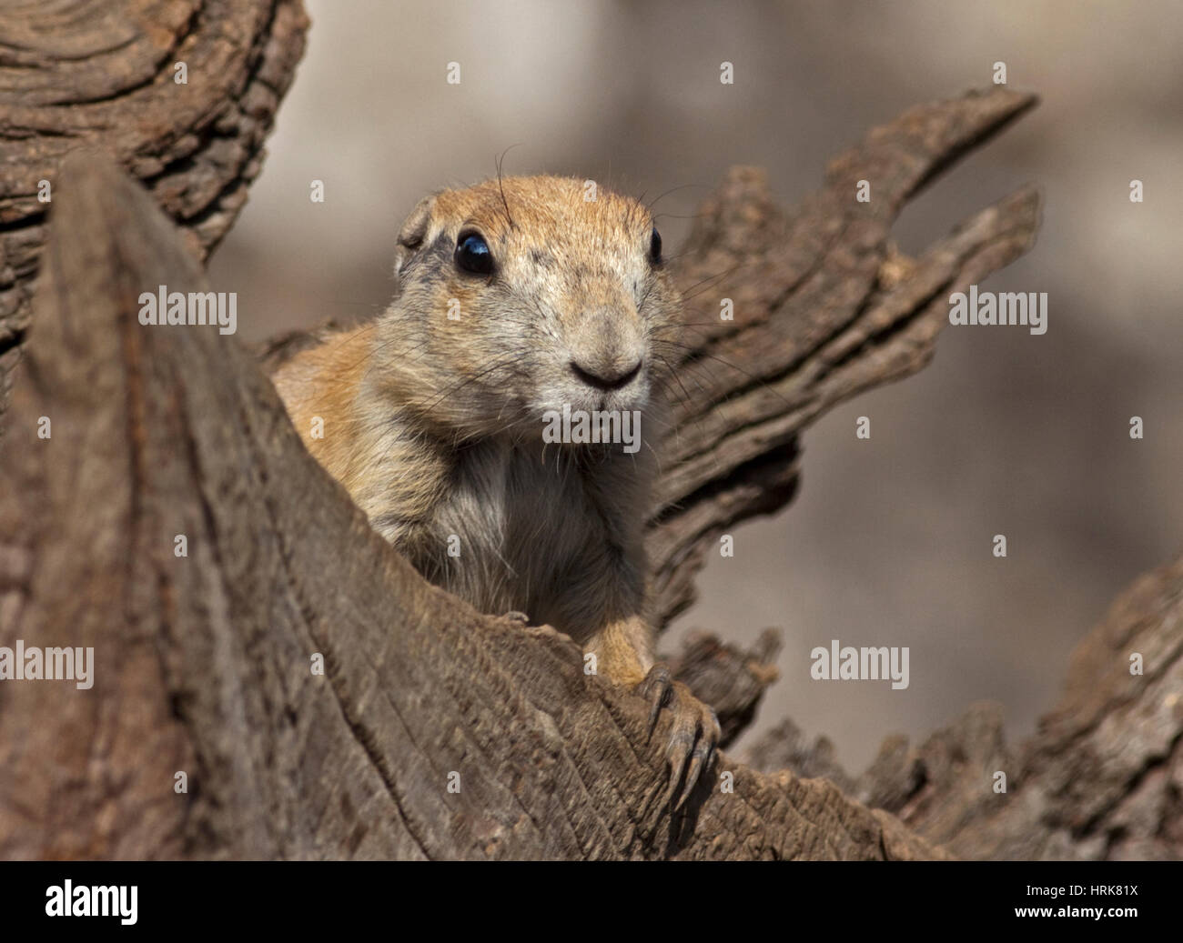 Black Tailed Prairie Dog Marmots High Resolution Stock Photography and ...