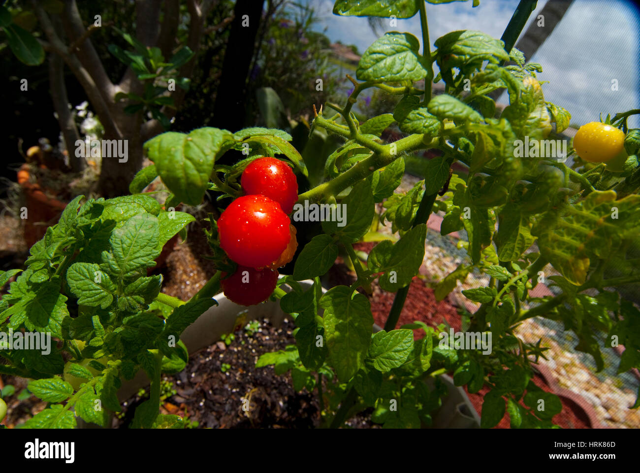 Sherry tomato plant hi-res stock photography and images - Alamy