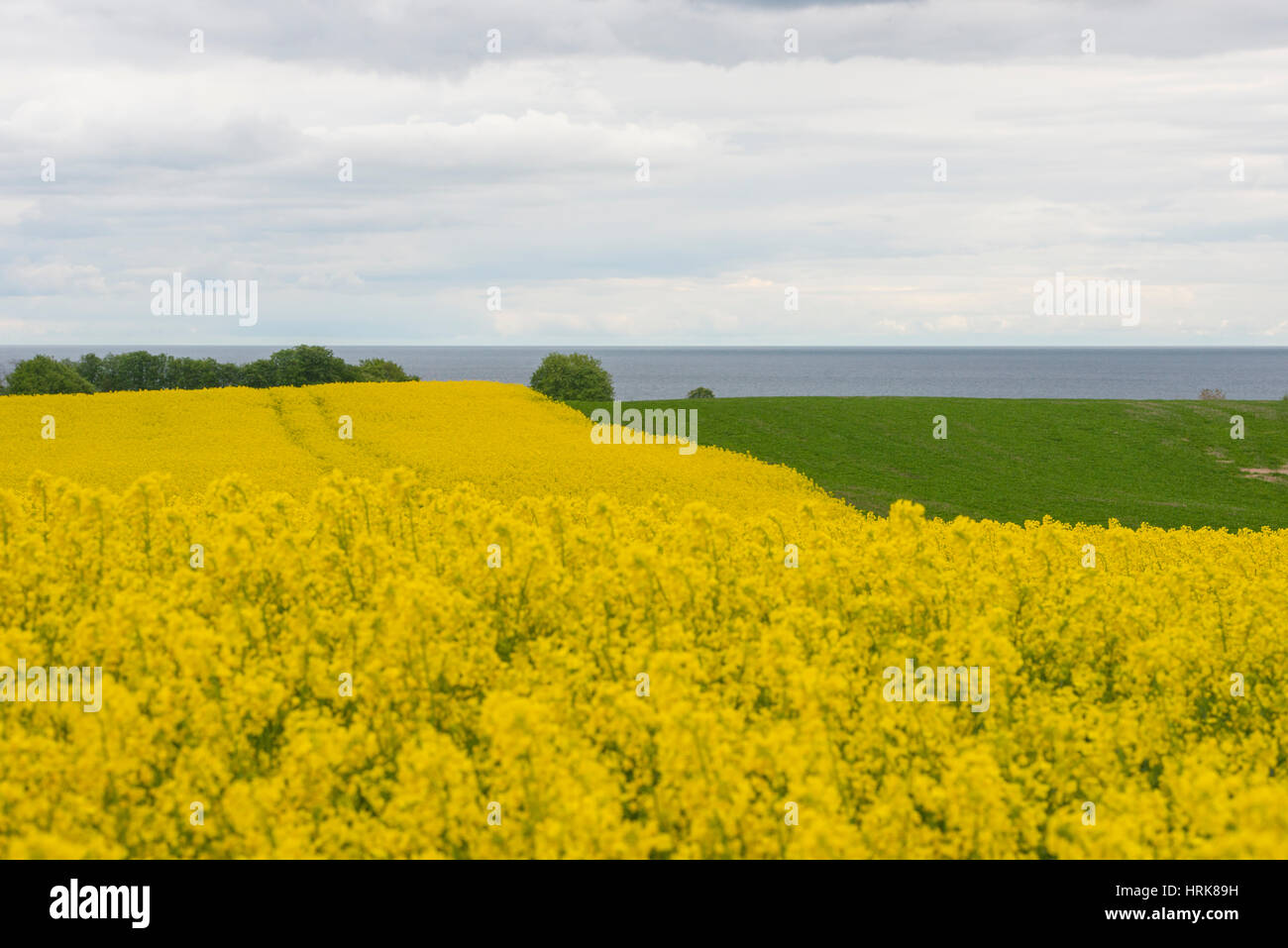 Yellow rape fields, Baltic sea and blue sky on the south coast of ...