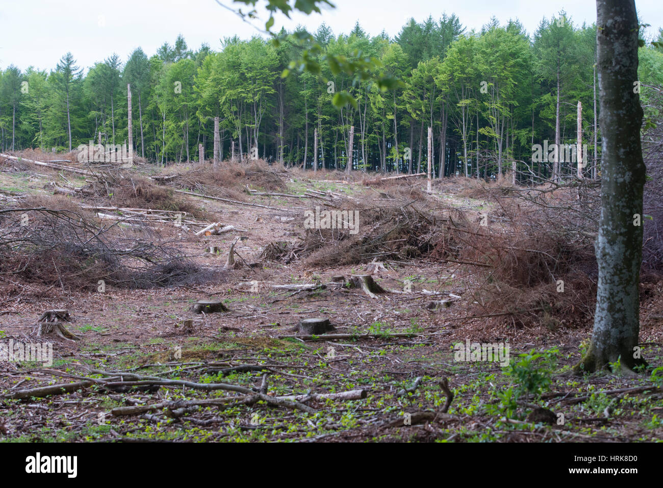 Clear cut area hi-res stock photography and images - Alamy