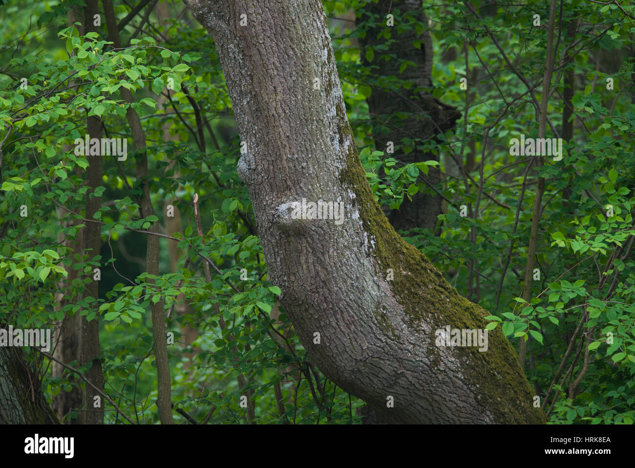 Old Ash Tree High Resolution Stock Photography and Images - Alamy
