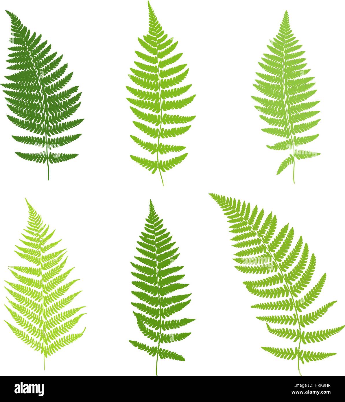 Set of fern frond silhouettes. Vector illustration Stock Vector Image ...