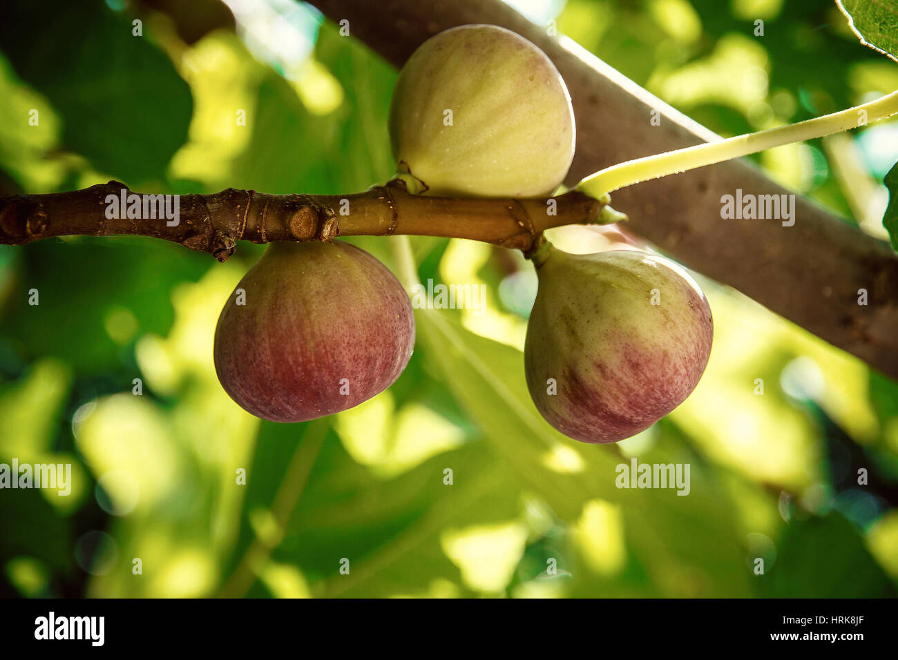 Dripping ripe fig on the tree, close up, soft focus Stock Photo - Alamy