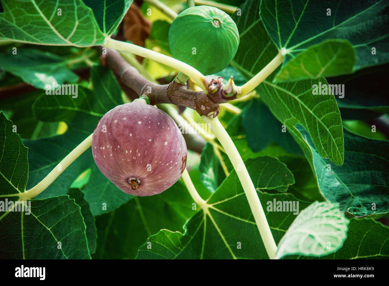 Ripe fig tree hi-res stock photography and images - Alamy
