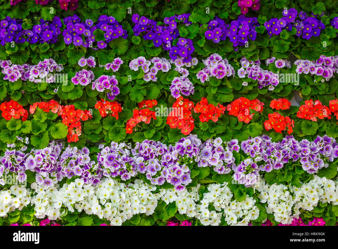 Bunch of flowers. beautiful flowers wall background Stock Photo - Alamy